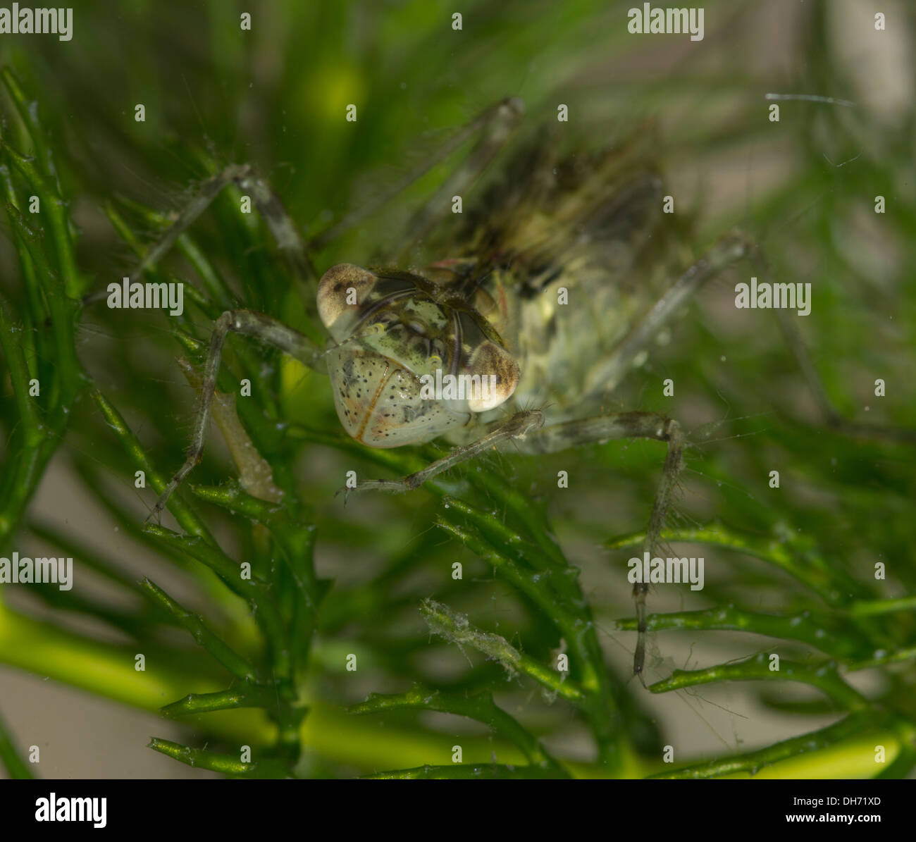A darter dragonfly nymph. Taken in a photographic aquarium and returned ...
