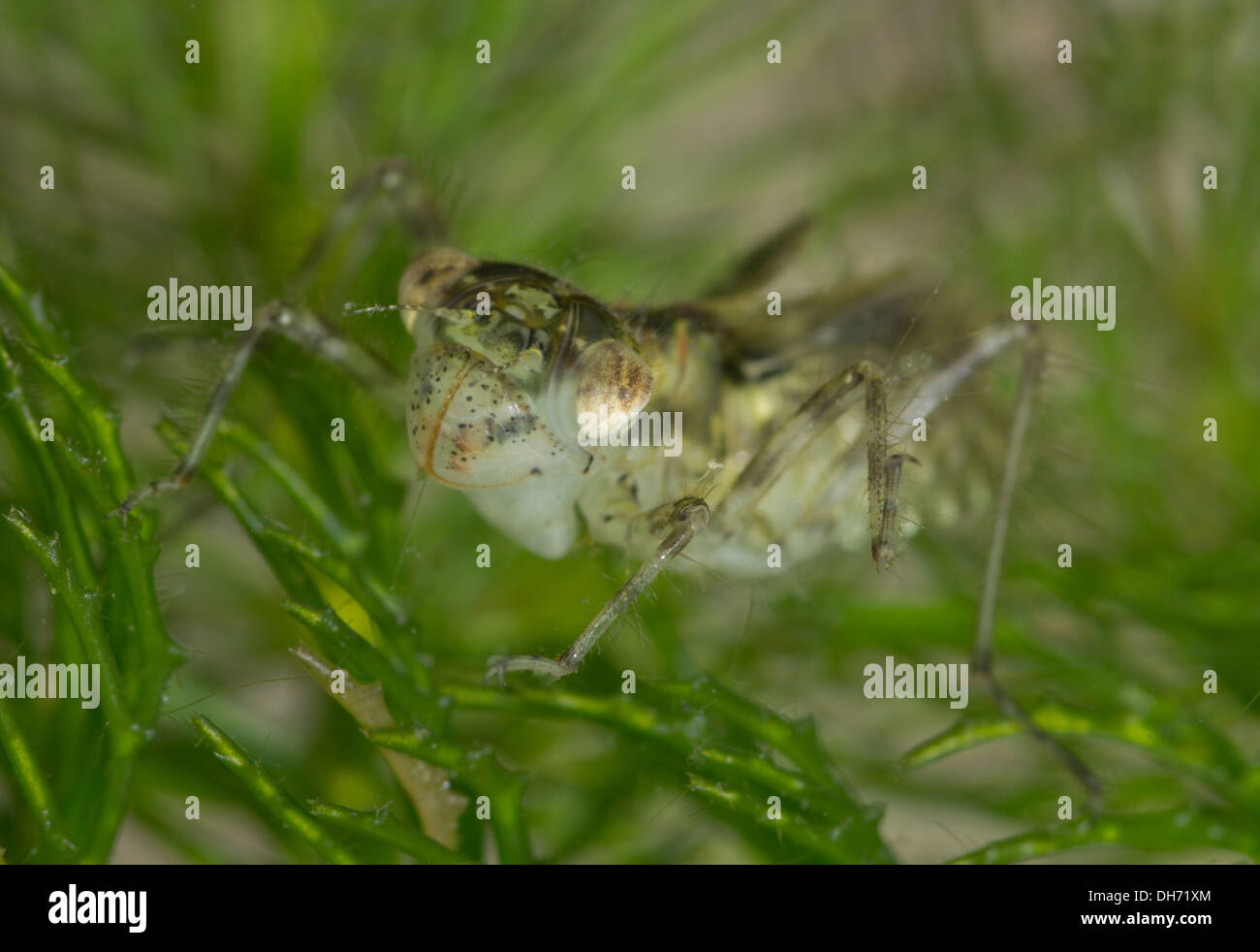 Dragonfly larva underwater hi-res stock photography and images - Alamy