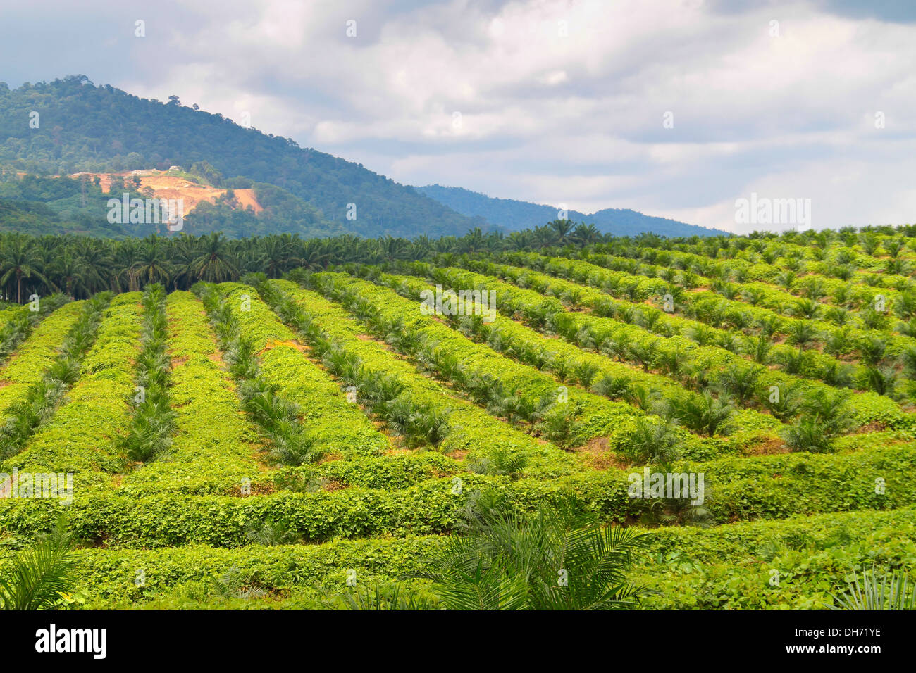 Palm tree plantation field Stock Photo - Alamy