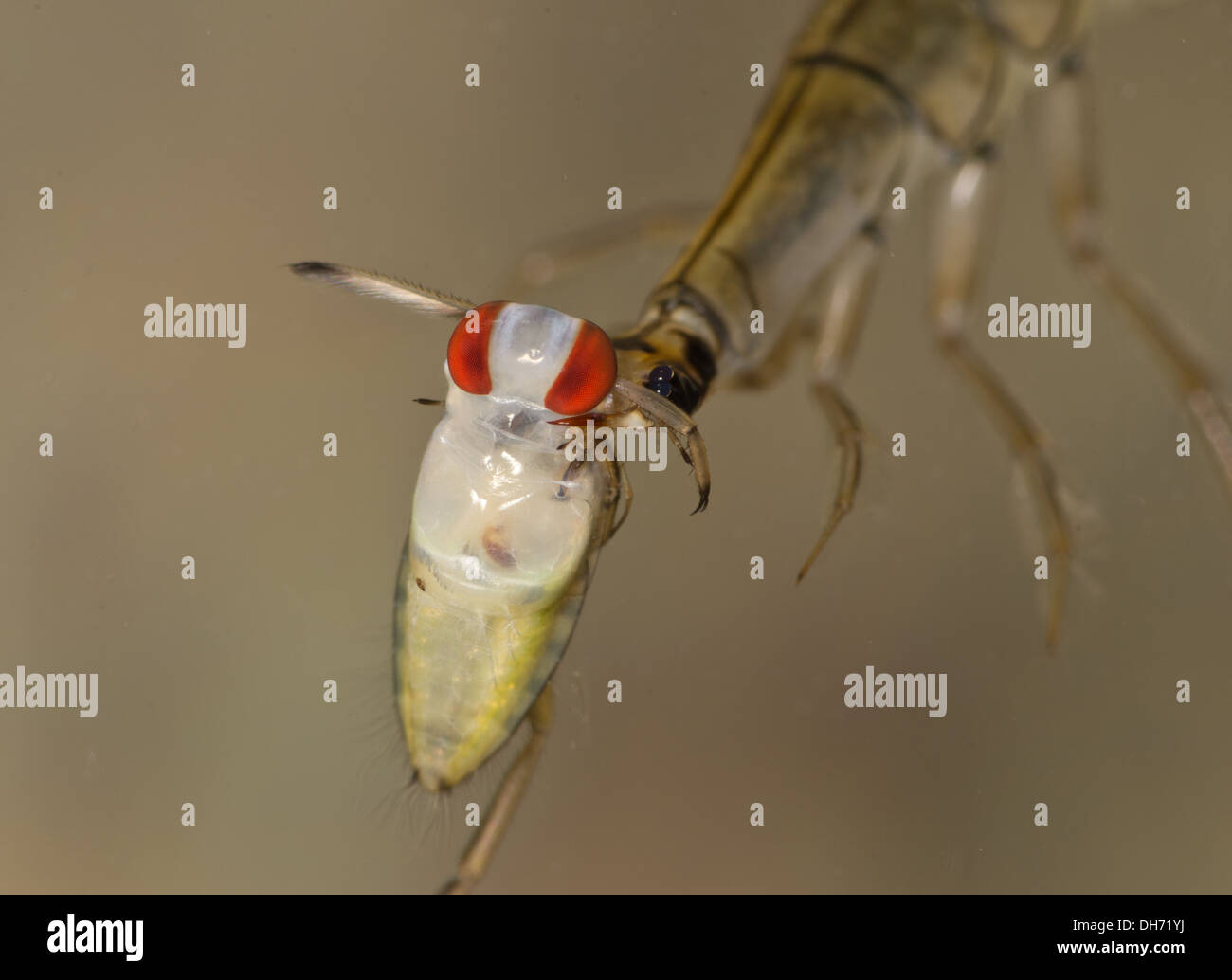 Backswimmer Larvae