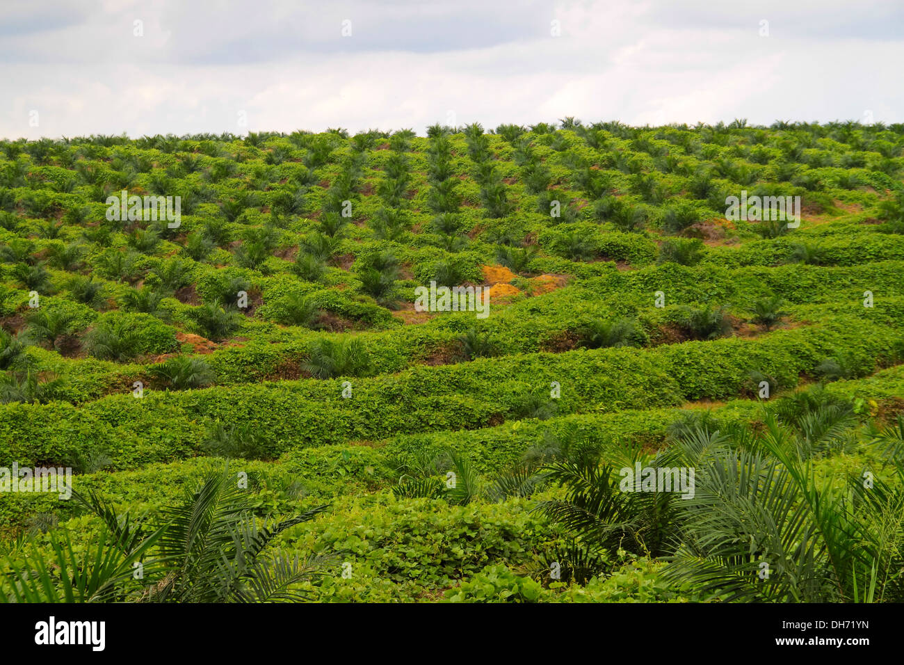 Palm tree plantation field Stock Photo - Alamy