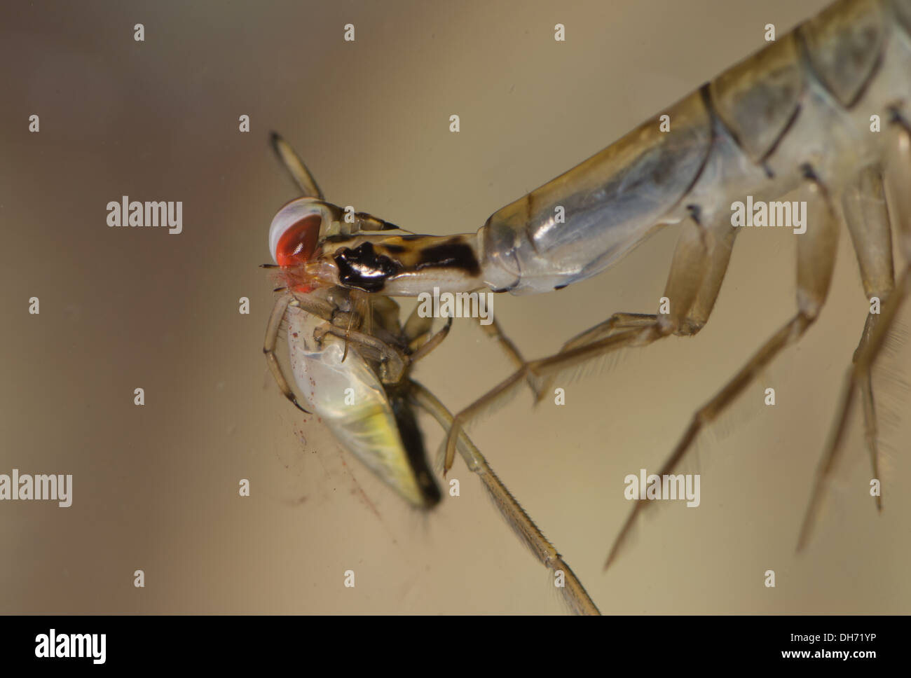 Acilius sulcatus lesser diving beetle larva eating backswimmer nymph ...