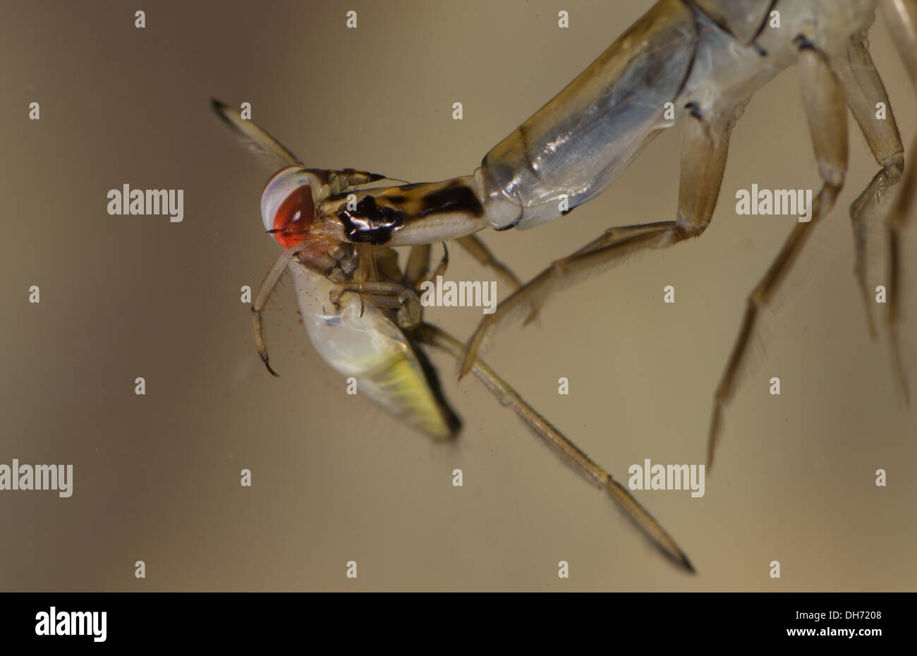 Acilius sulcatus lesser diving beetle larva eating backswimmer nymph ...