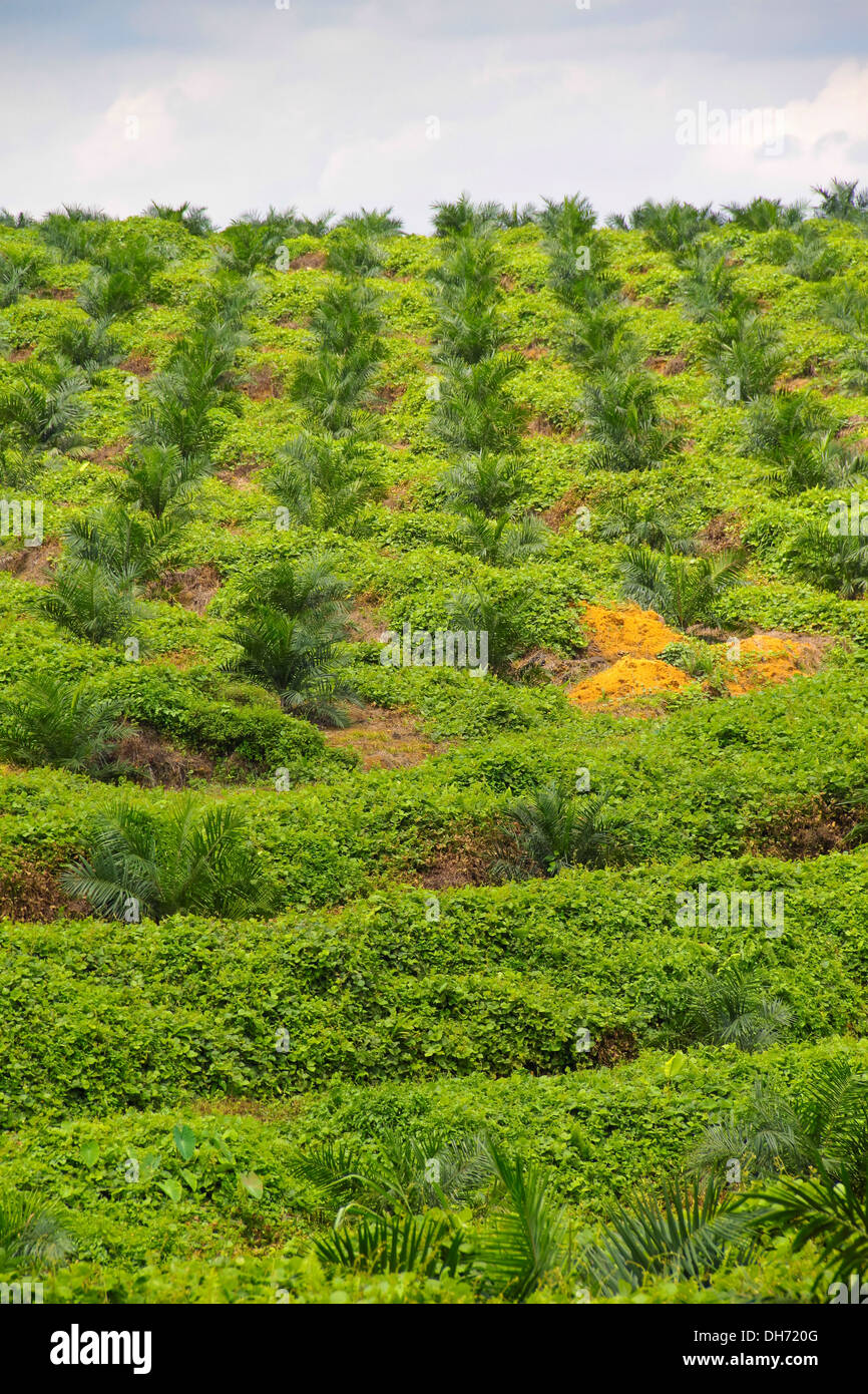 Palm tree plantation field Stock Photo - Alamy