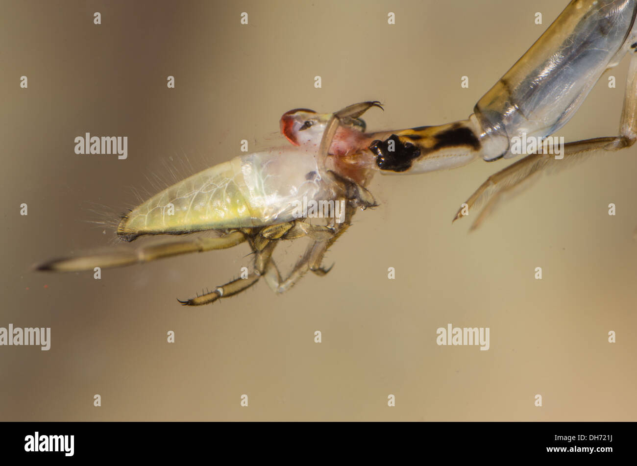 Acilius sulcatus lesser diving beetle larva eating backswimmer nymph ...