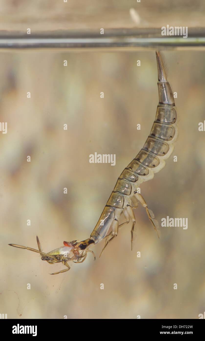 Backswimmer Larvae