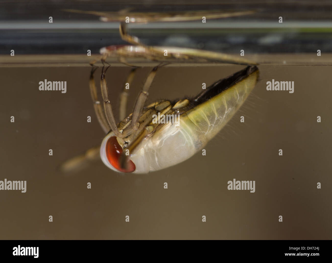 Water Boatman Larvae
