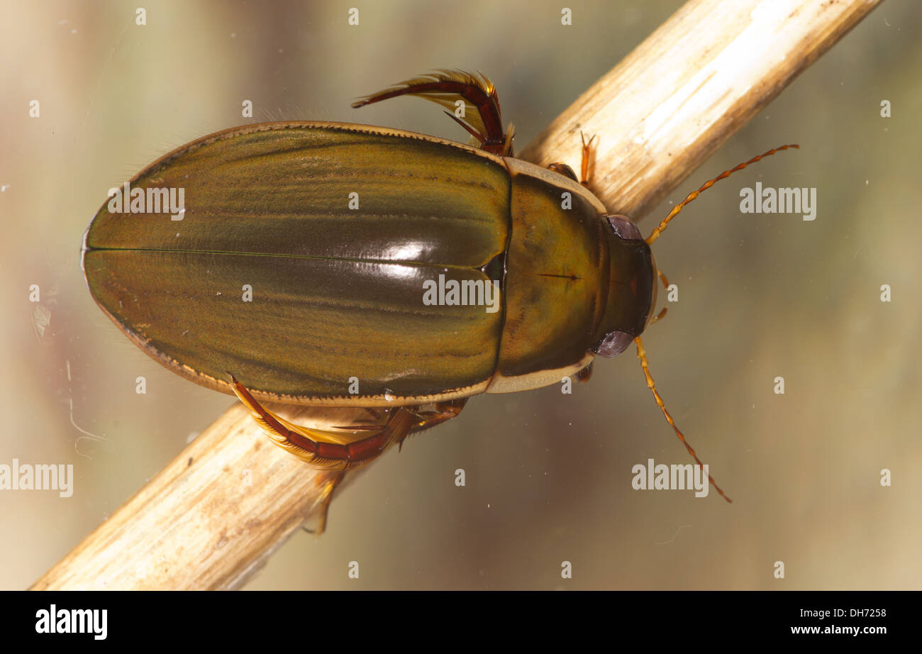 Diving beetle hi-res stock photography and images - Alamy