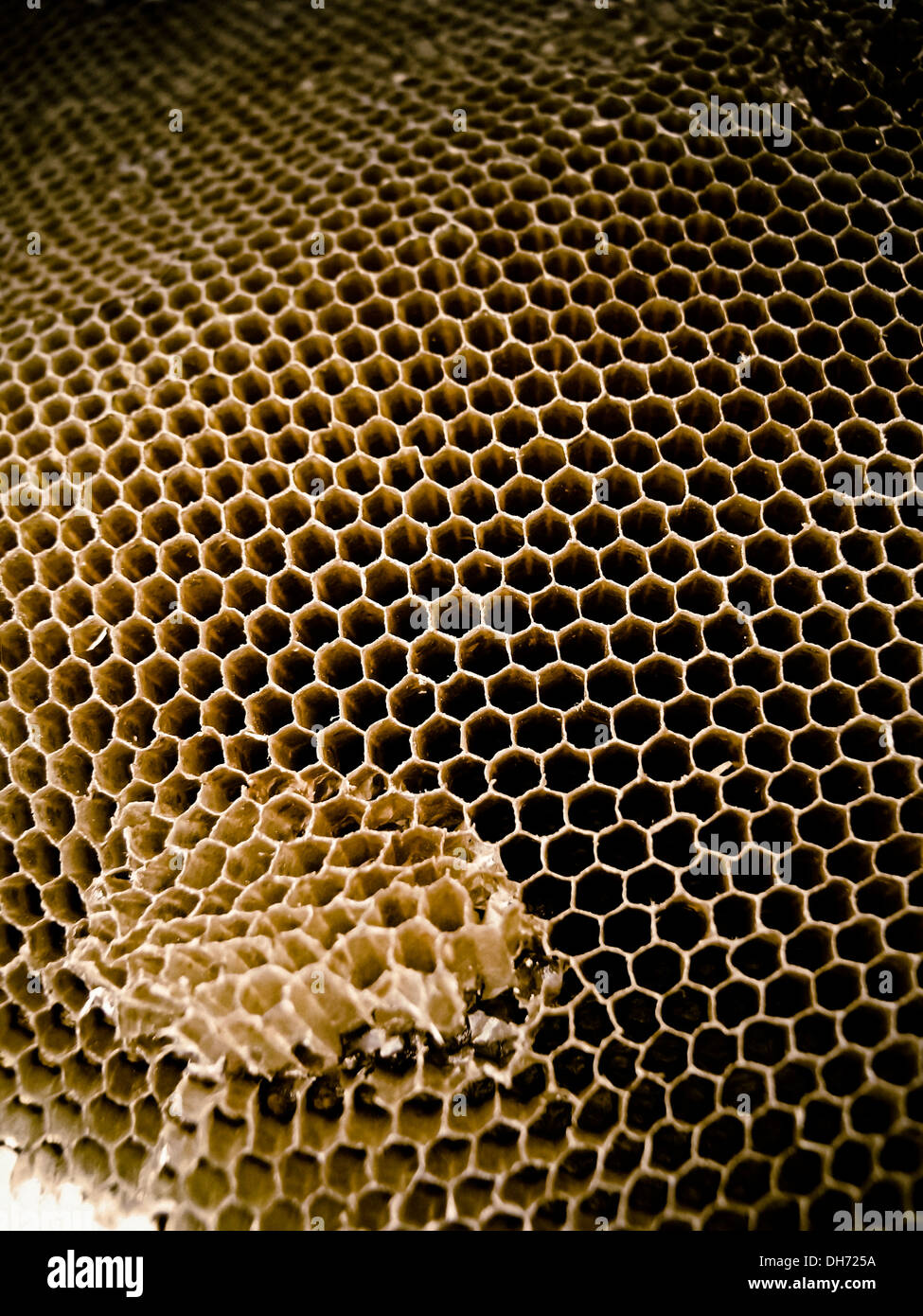 Comb of Apis Florea, Honeybee Stock Photo - Alamy