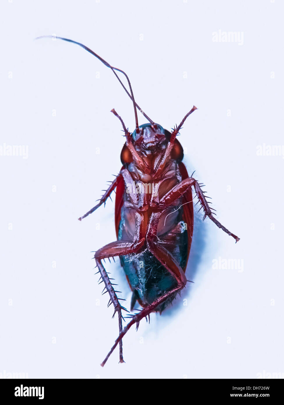 Dead Cockroach, Blattodea Stock Photo - Alamy