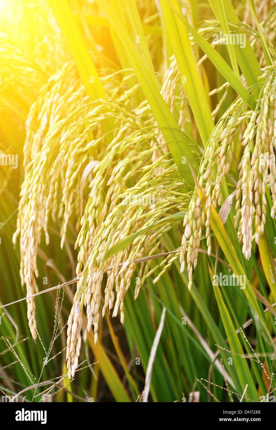 Gold rice hi-res stock photography and images - Alamy