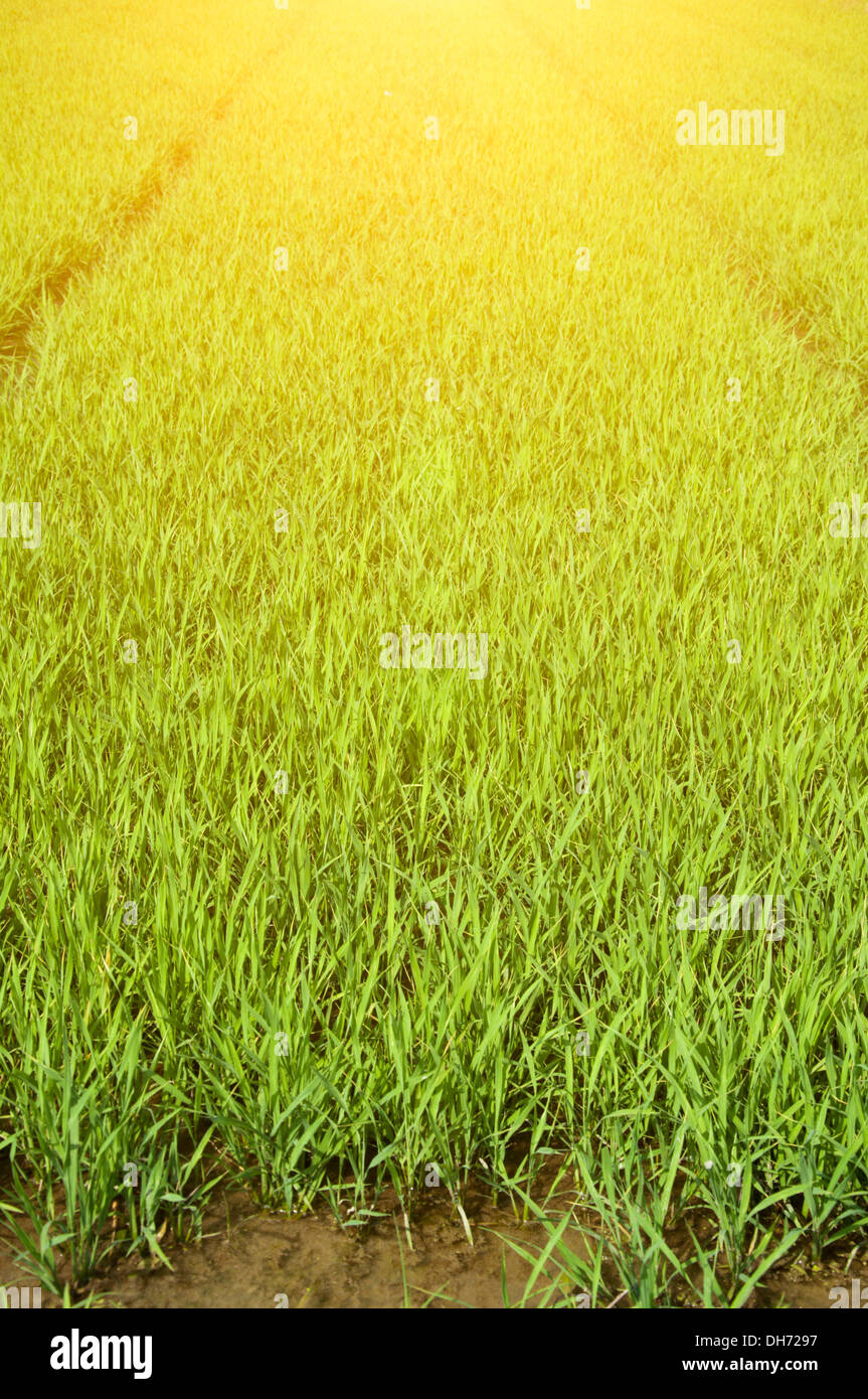 Rice paddy area hi-res stock photography and images - Alamy