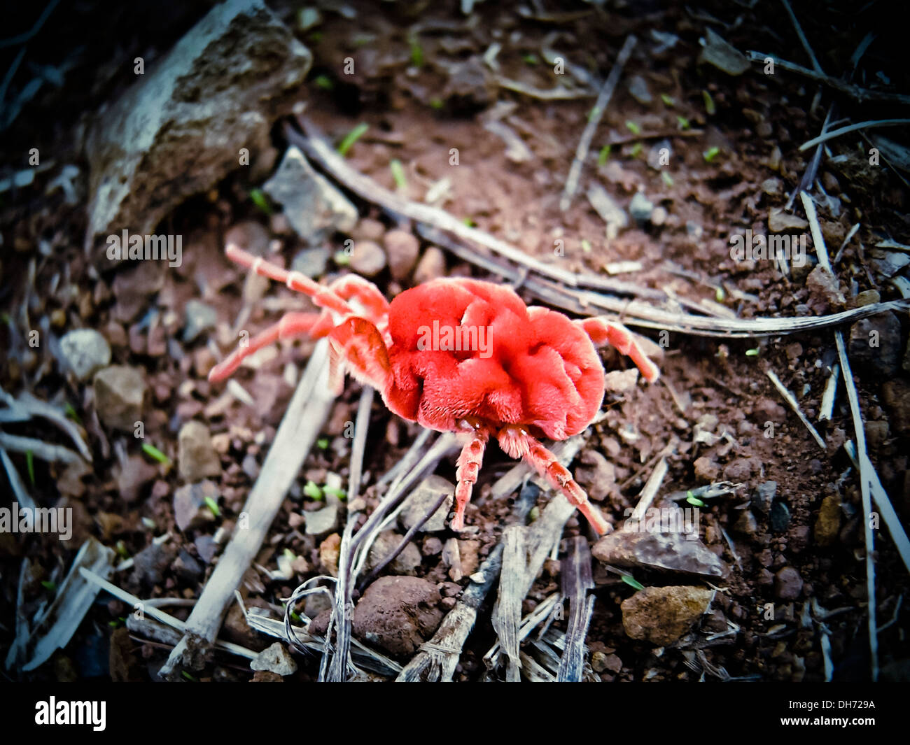 Red Velvet mite Stock Photo - Alamy