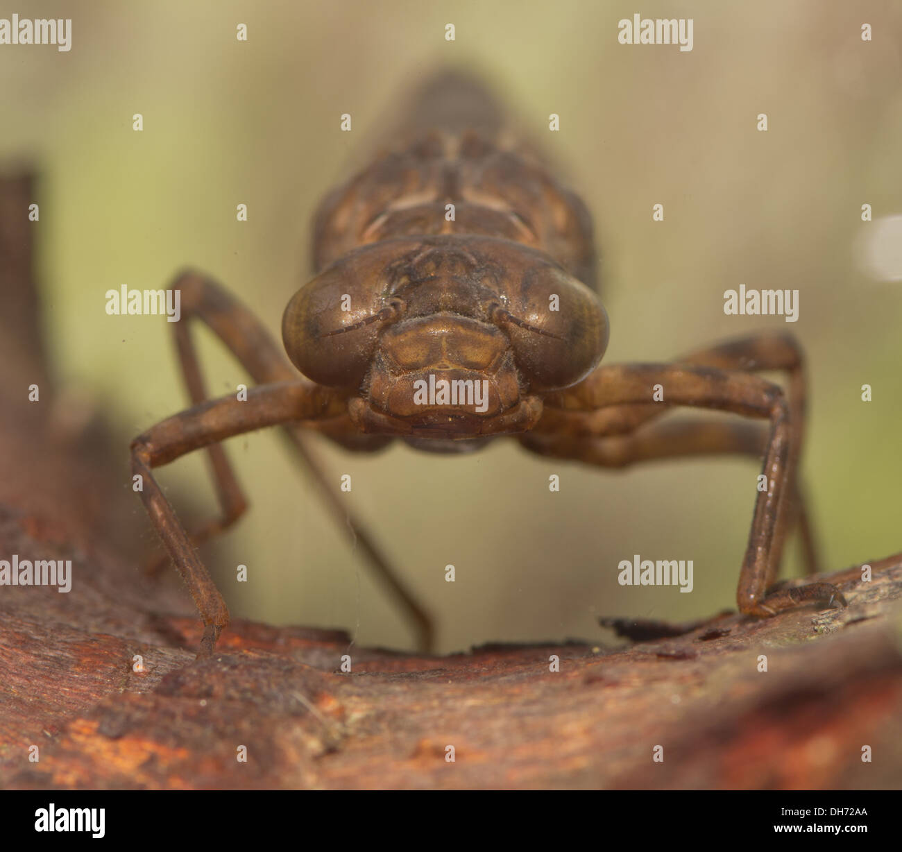 Dragonfly nymph hi-res stock photography and images - Alamy