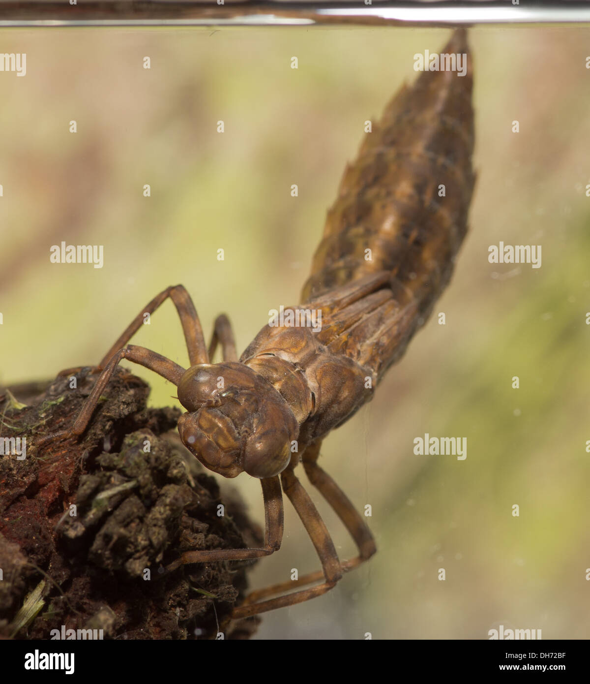 Hawker dragonfly nymph. Taken in a photographic aquarium and returned ...
