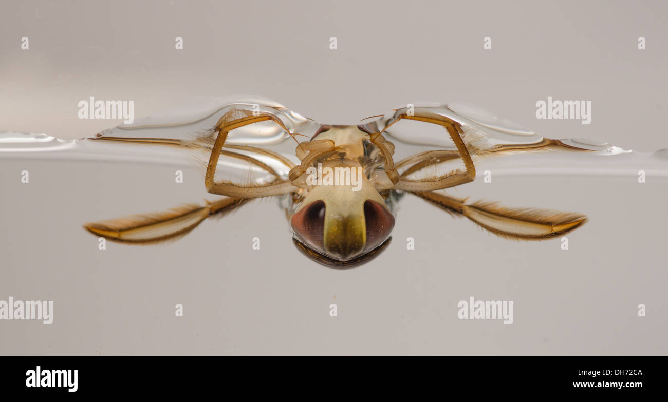 Lesser water boatman underwater Taken in a photographic aquarium and ...