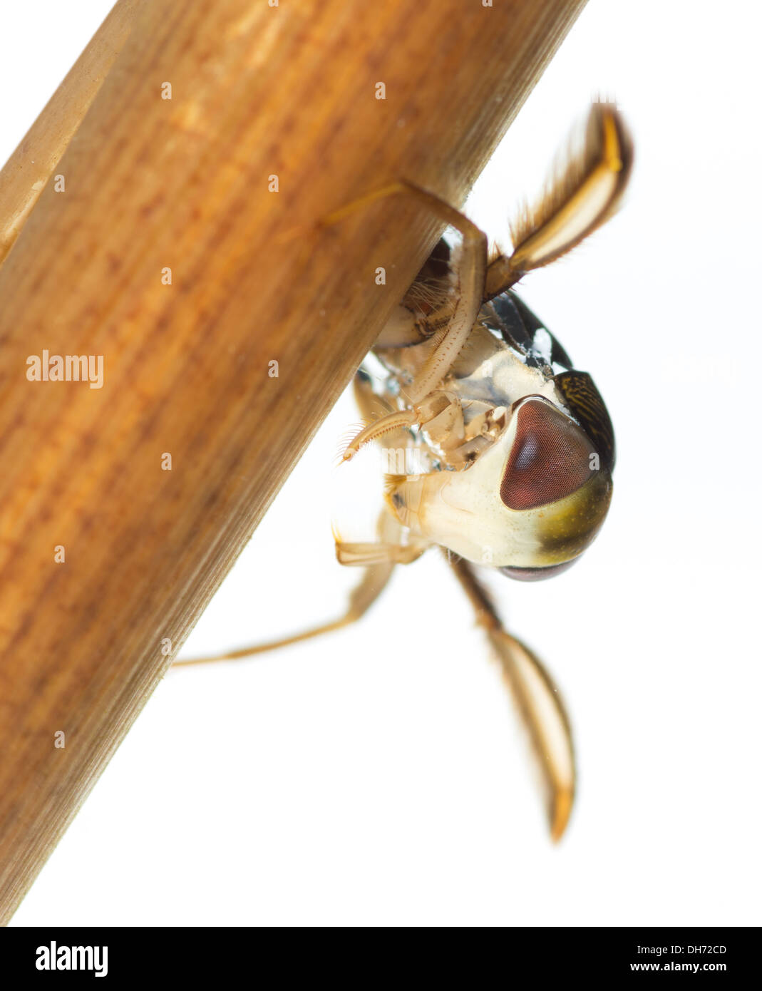 Lesser water boatman underwater Taken in a photographic aquarium and ...