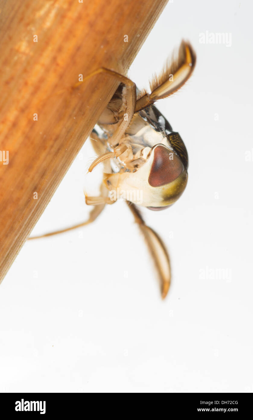 Lesser water boatman underwater Taken in a photographic aquarium and ...