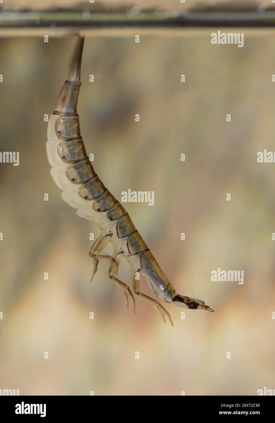 Acilius diving beetle hi-res stock photography and images - Alamy