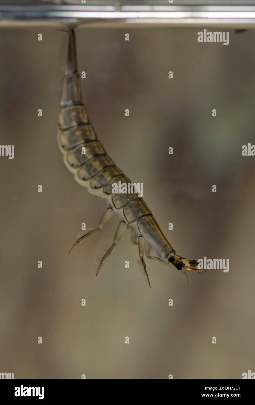 Lesser diving beetle acilius sulcatus hi-res stock photography and ...