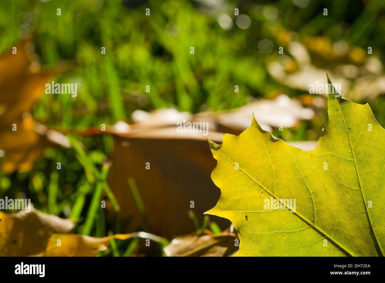 autumn leaves on the ground back lit by a strong afternoon sun Stock ...