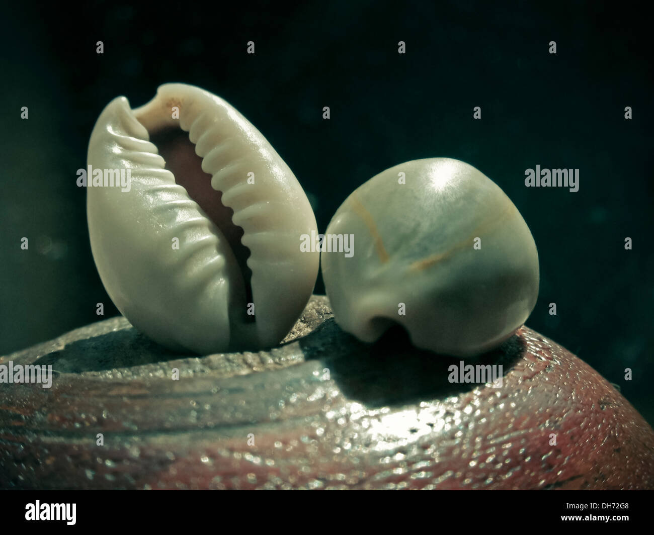 India sea small shells hi-res stock photography and images - Alamy