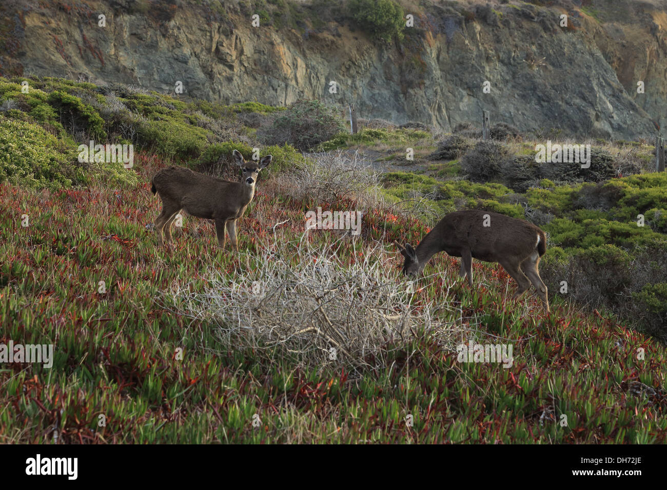 Deer golden gate bridge Stock Photo - Alamy