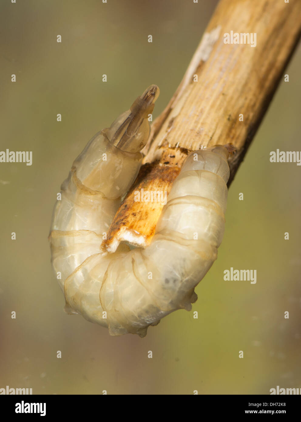 Giant Horsefly larva Tabanus sp. underwater. Taken in a photographic ...