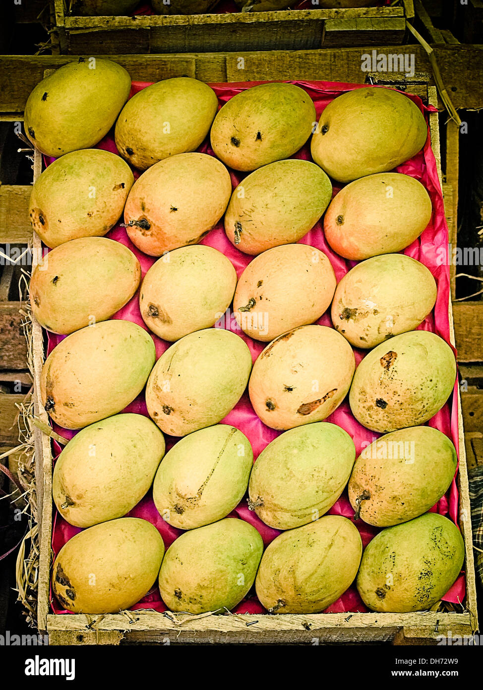 Alphonso mangoes, Mangifera indica L., Anacardiaceae arranged in a box ...