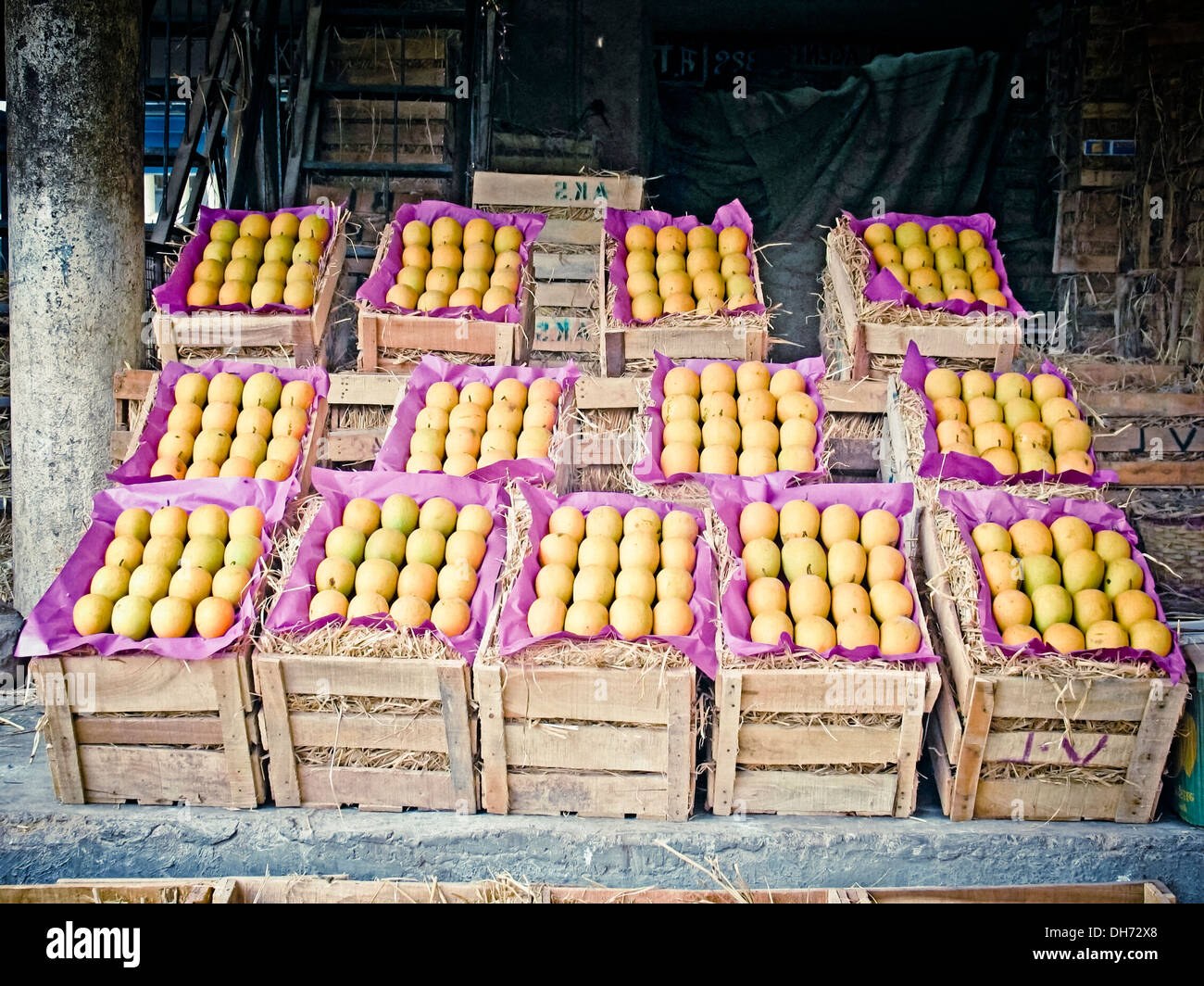 Alphonso mangoes, Mangifera indica L., Anacardiaceae arranged in a box ...