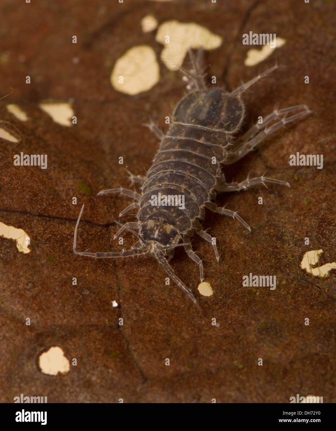 Water hog louse crawling over leaf underwater. Taken in Photographic ...