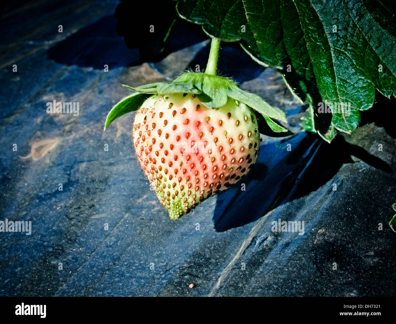 Strawberry fruits, Fragaria x ananassa plant Stock Photo - Alamy