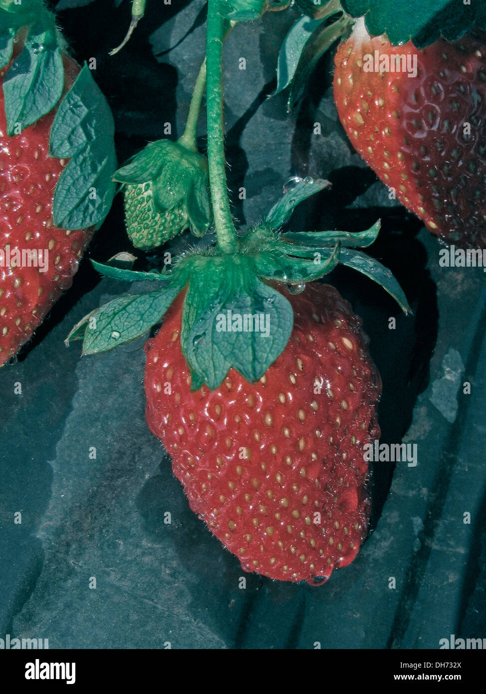 Strawberry fruits, Fragaria x ananassa plant Stock Photo - Alamy