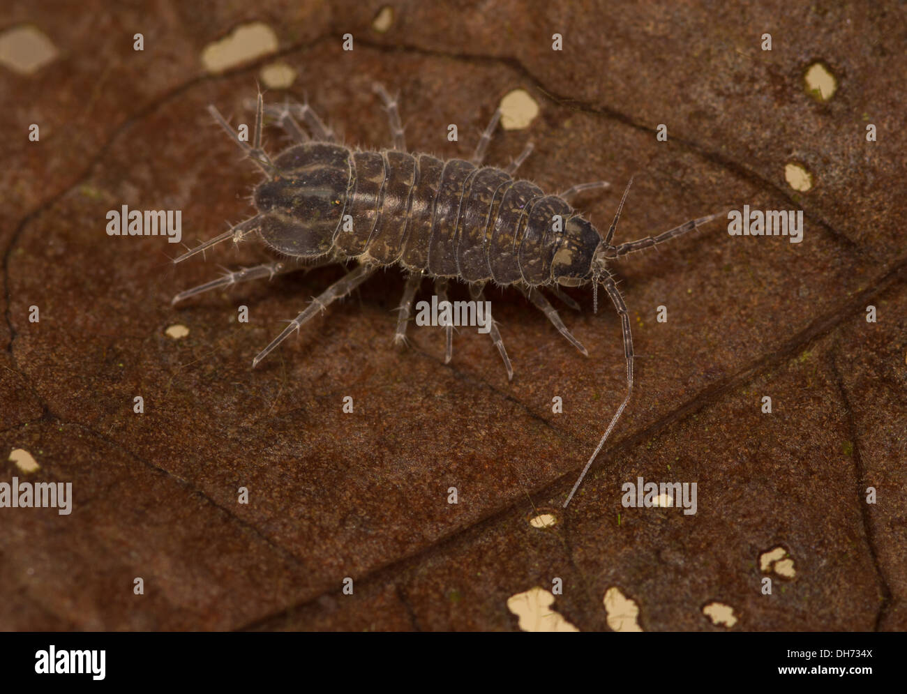 Water hog louse hi-res stock photography and images - Alamy