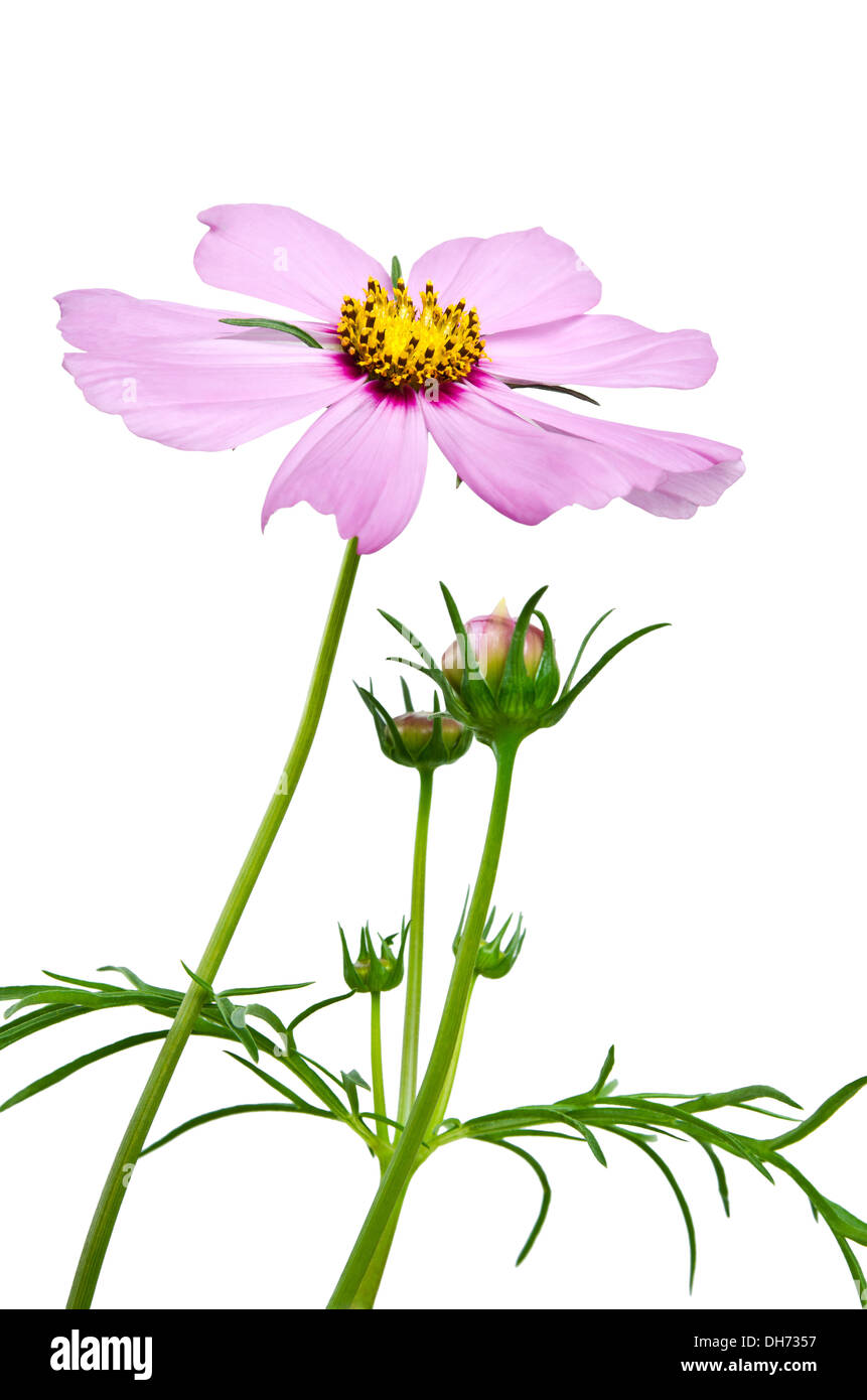 Purple cosmos hi-res stock photography and images - Alamy