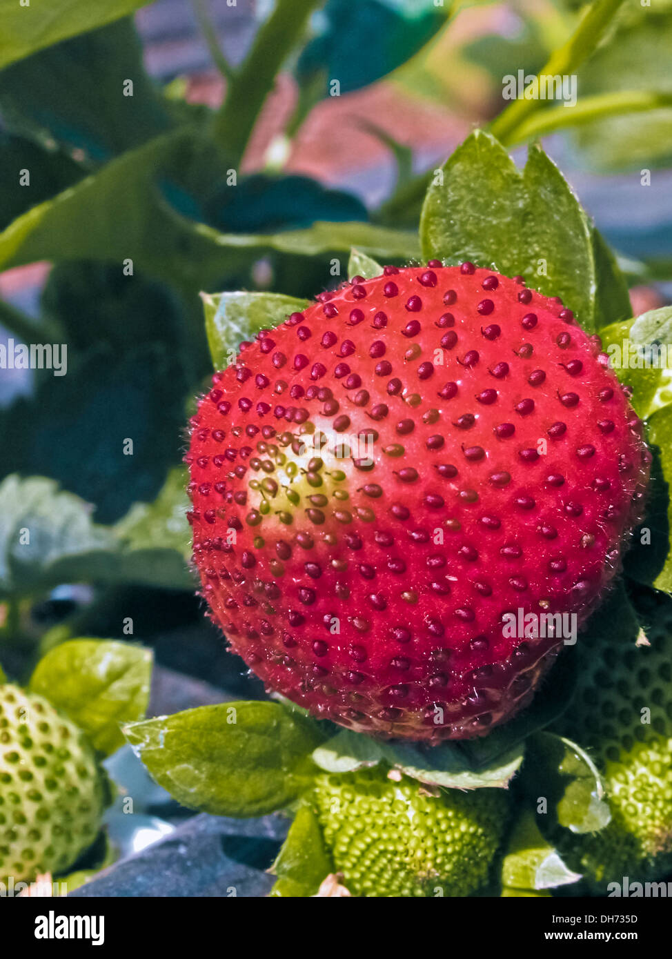 Strawberry fruits, Fragaria x ananassa plant Stock Photo - Alamy