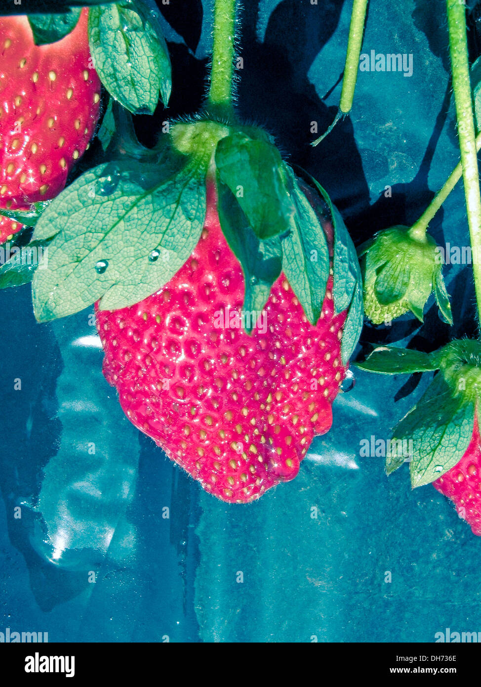 Strawberry fruits, Fragaria x ananassa plant Stock Photo - Alamy