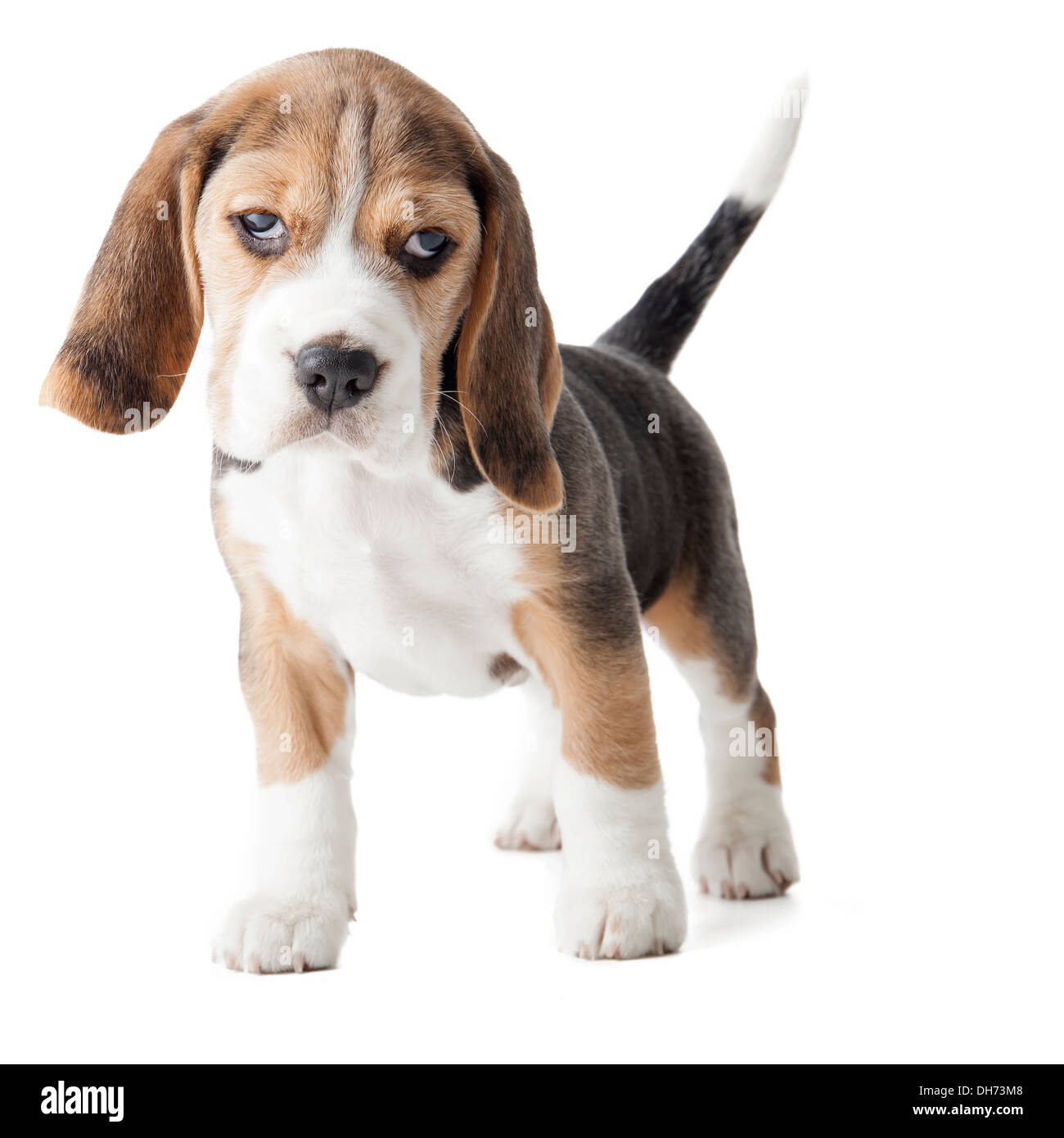 beagle puppy isolated on a white background in studio Stock Photo - Alamy