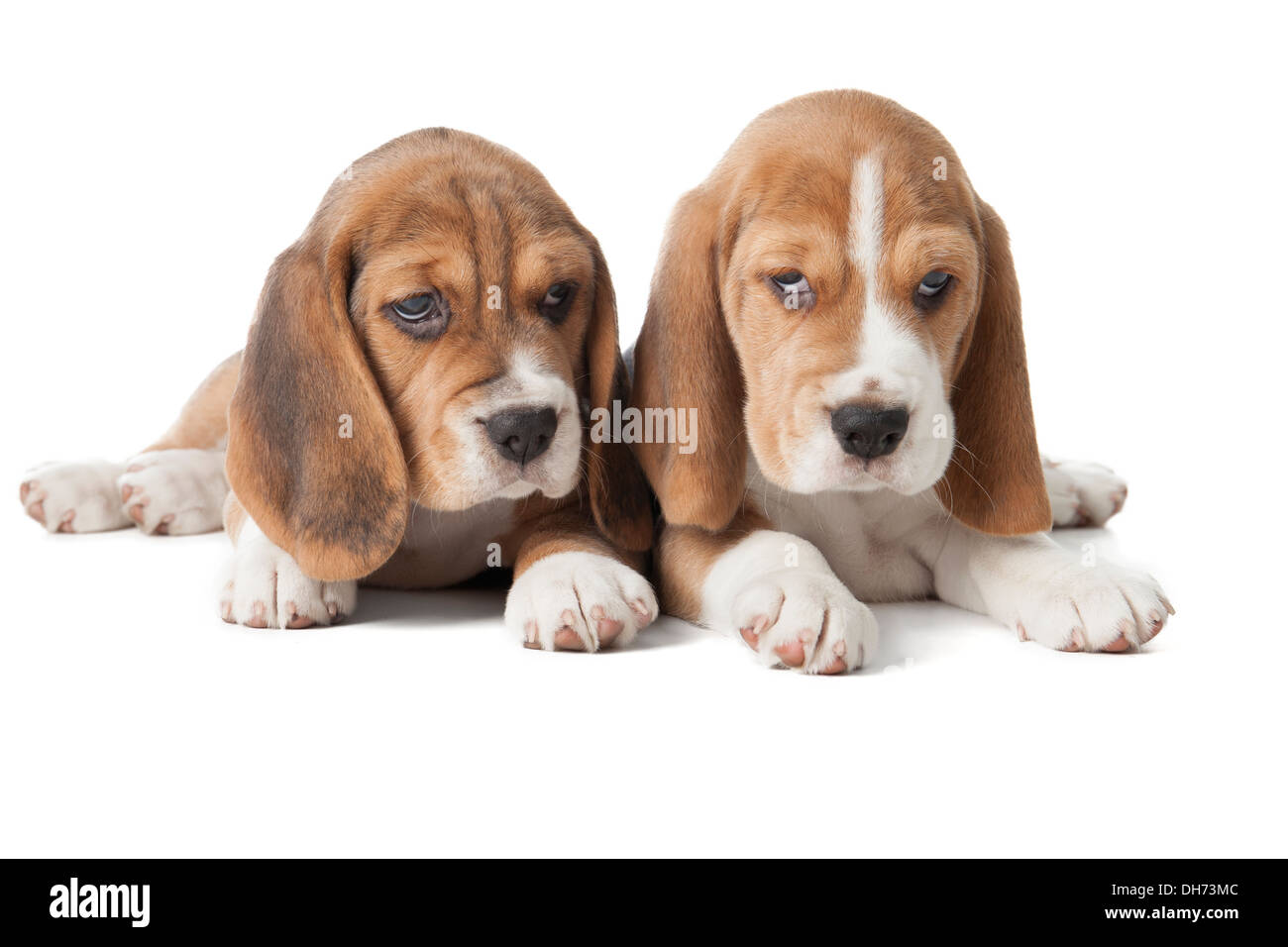 two beagle puppy on a white background in studio Stock Photo - Alamy