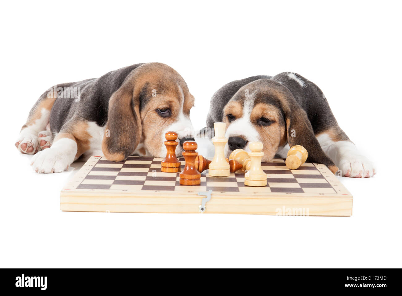 two beagle puppies playing chess on a white background in studio Stock ...