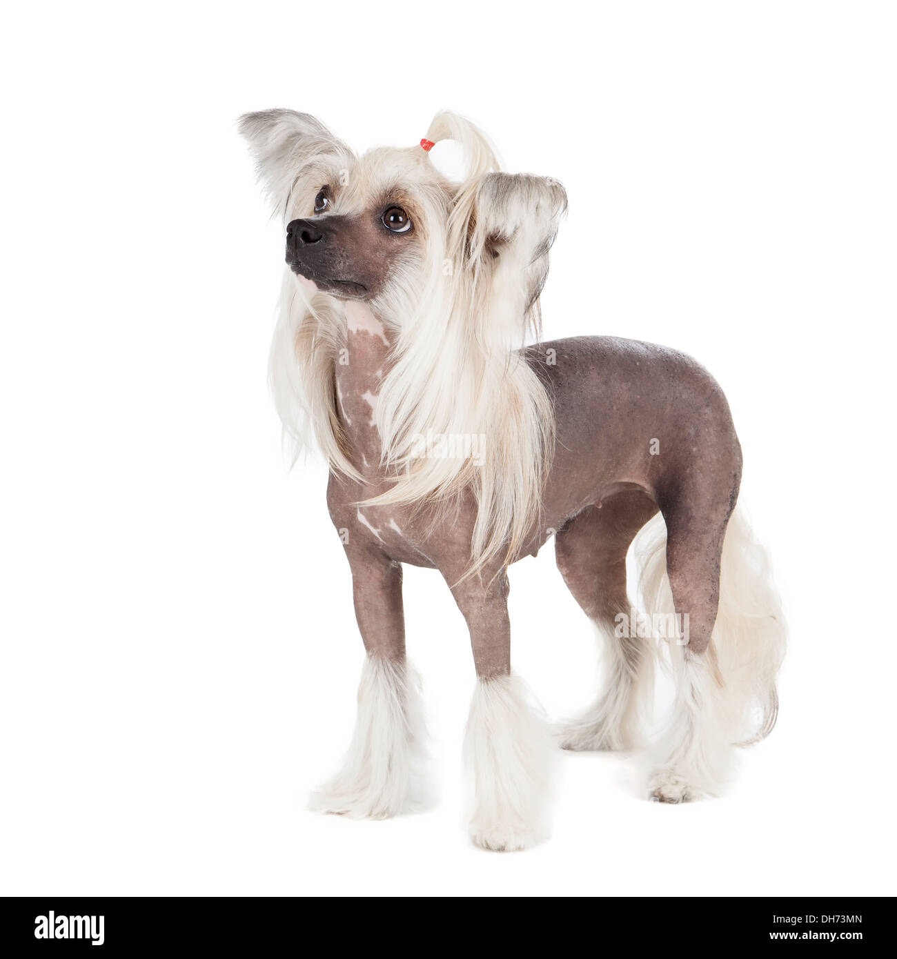 Chinese crested dog isolated with a white background in studio Stock ...