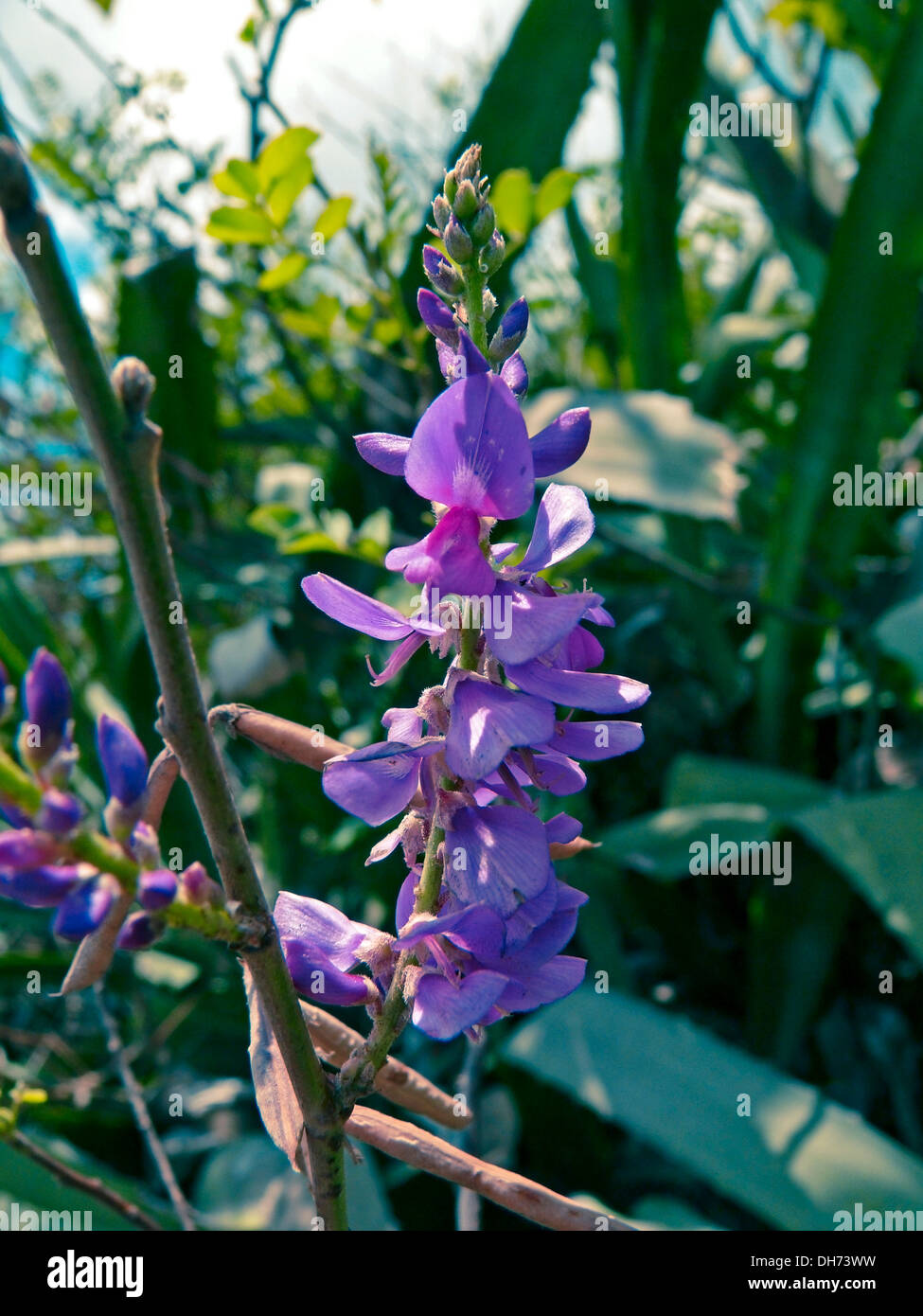 Indigofera sp. Family: Fabaceae. A relative of Indigofera Tinctoria ...