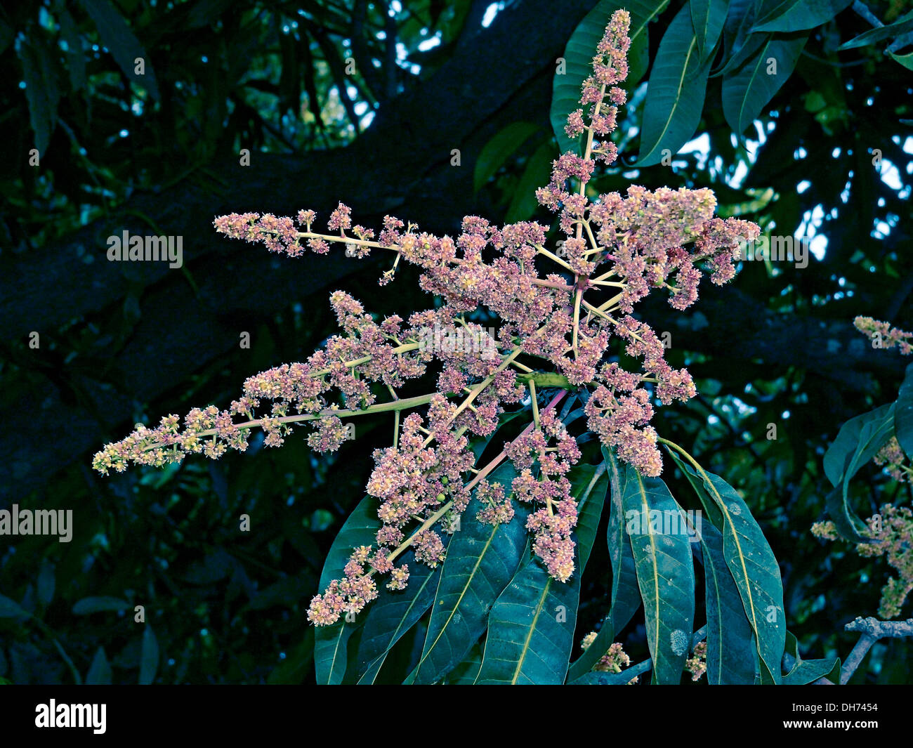 Mango tree in bloom in india hi-res stock photography and images - Alamy