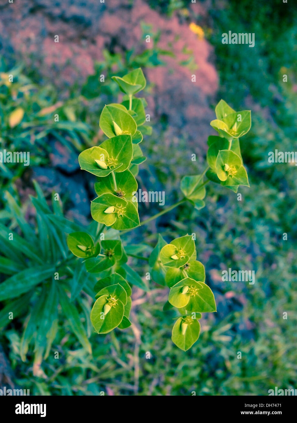 Euphorbia laeta, Euphorbia rothiana, Common Hill Spurge Stock Photo - Alamy