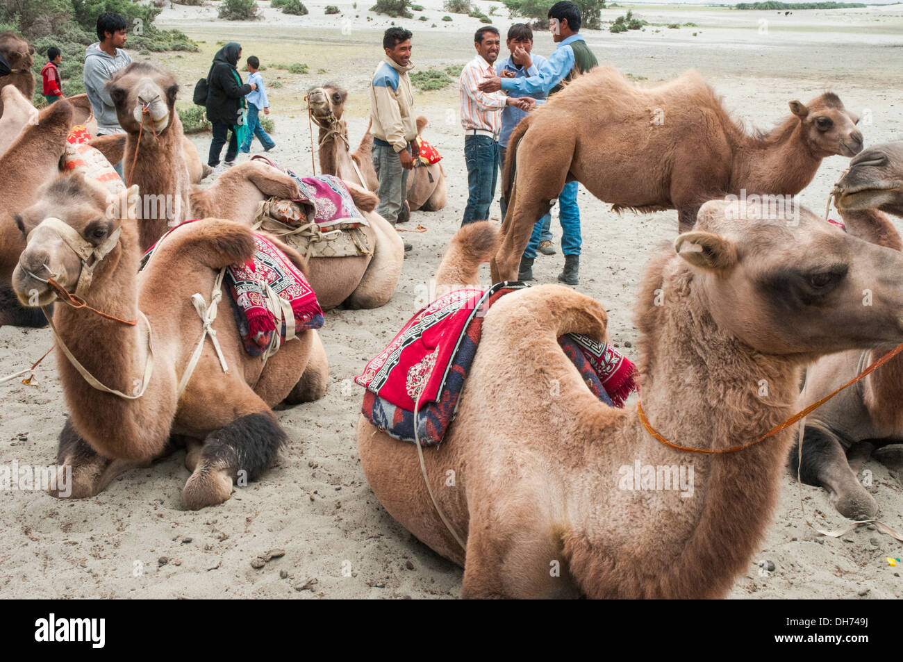 Bactrian camels ready to ride at a carnival in Hunder, Nubra Valley ...