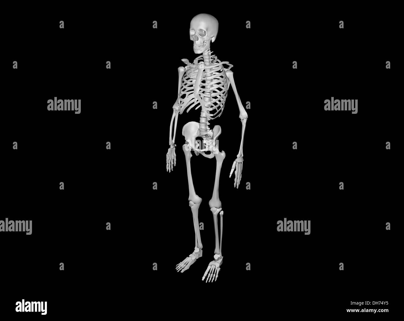 Male anatomy standing Black and White Stock Photos & Images - Alamy