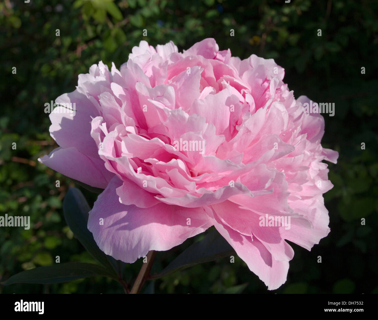 English peony High Resolution Stock Photography and Images - Alamy