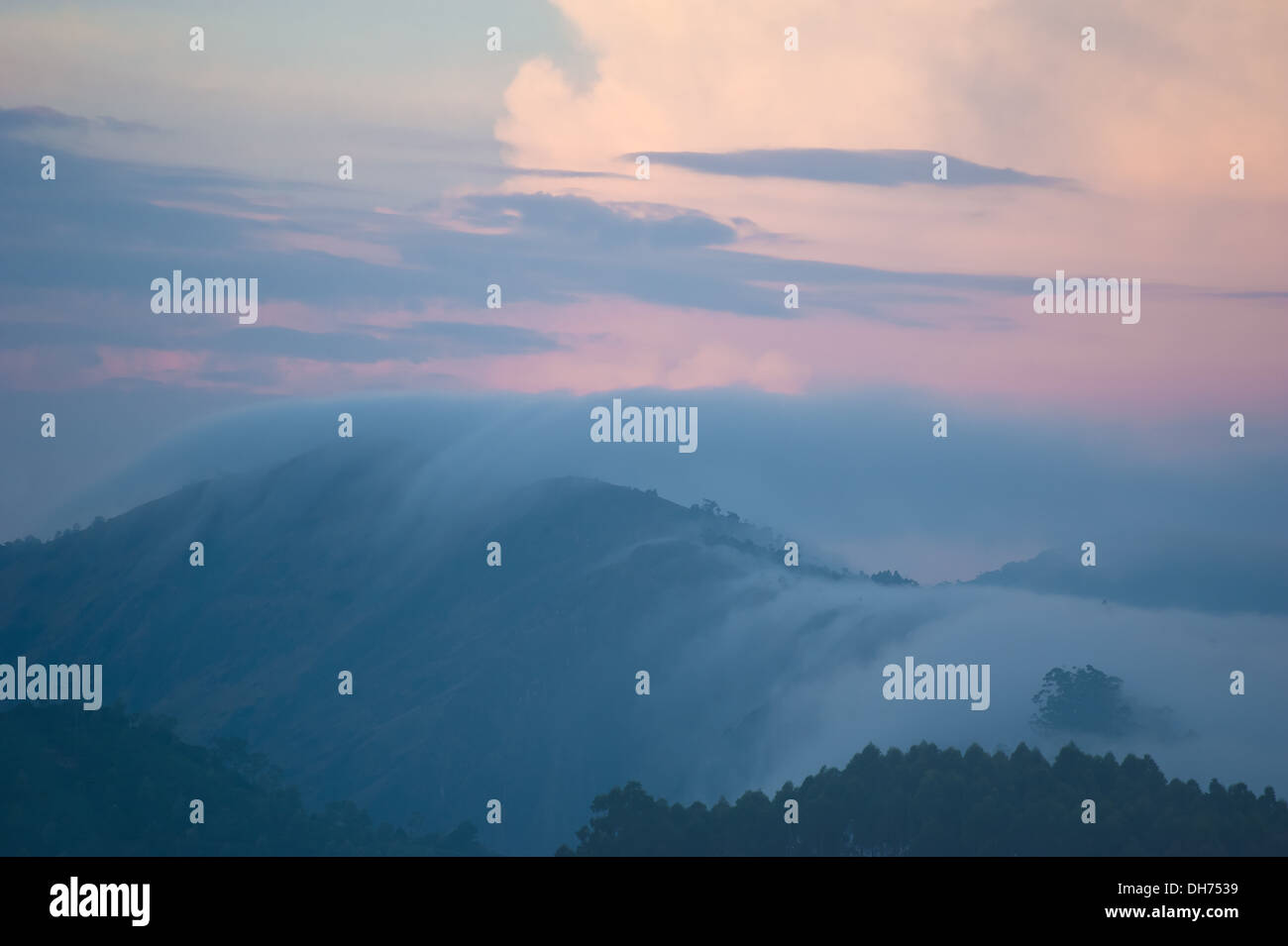Early morning sunrise with fog at tea plantation. Munnar, Kerala, India ...