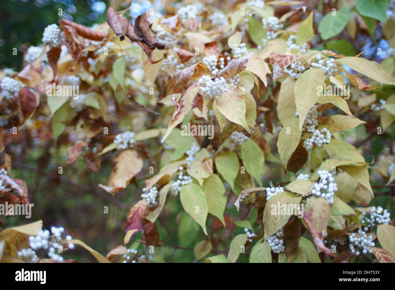 Callicarpa japonica leucocarpa autumn hi-res stock photography and ...