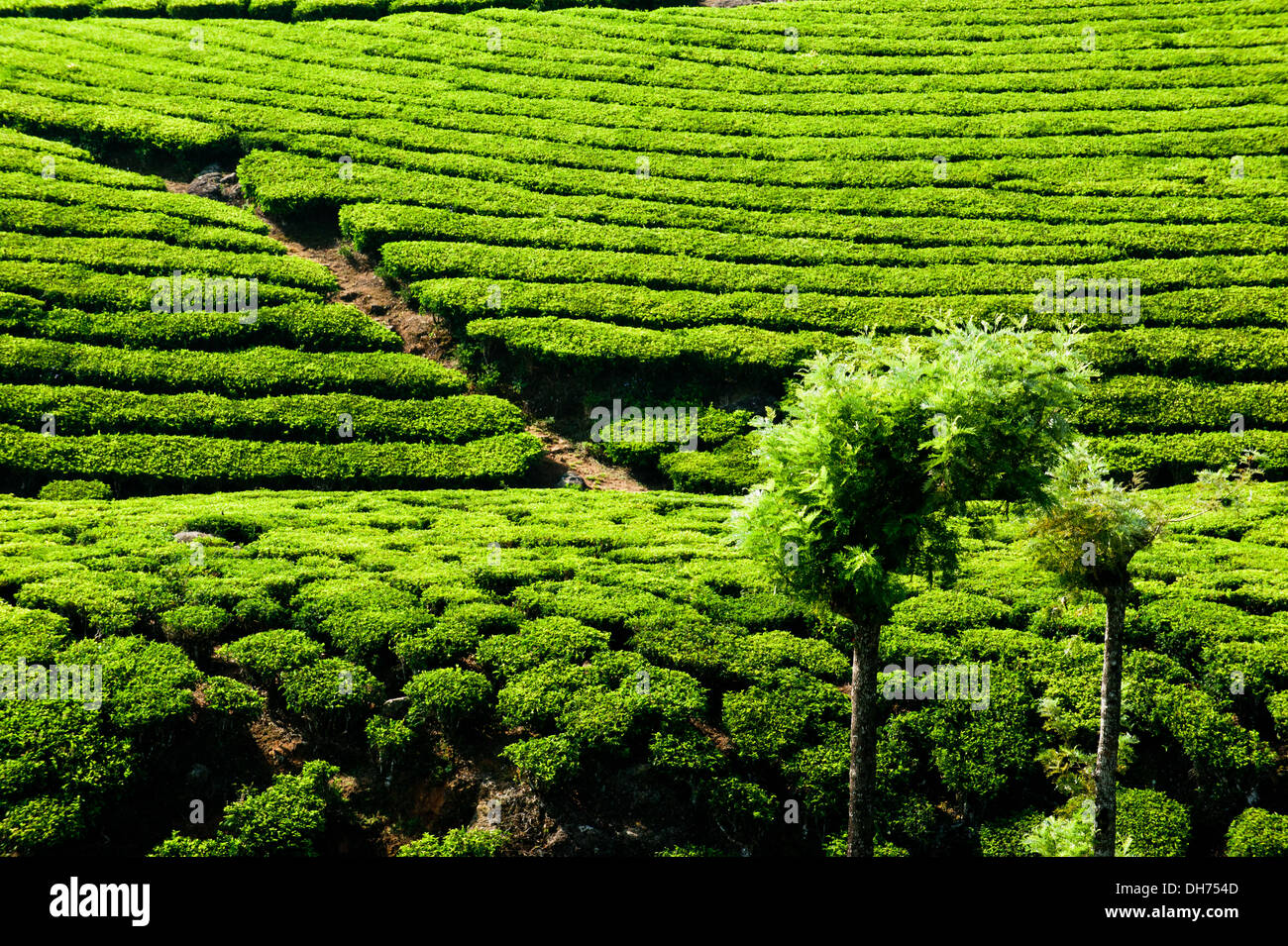 Tea plantation scene india hi-res stock photography and images - Alamy